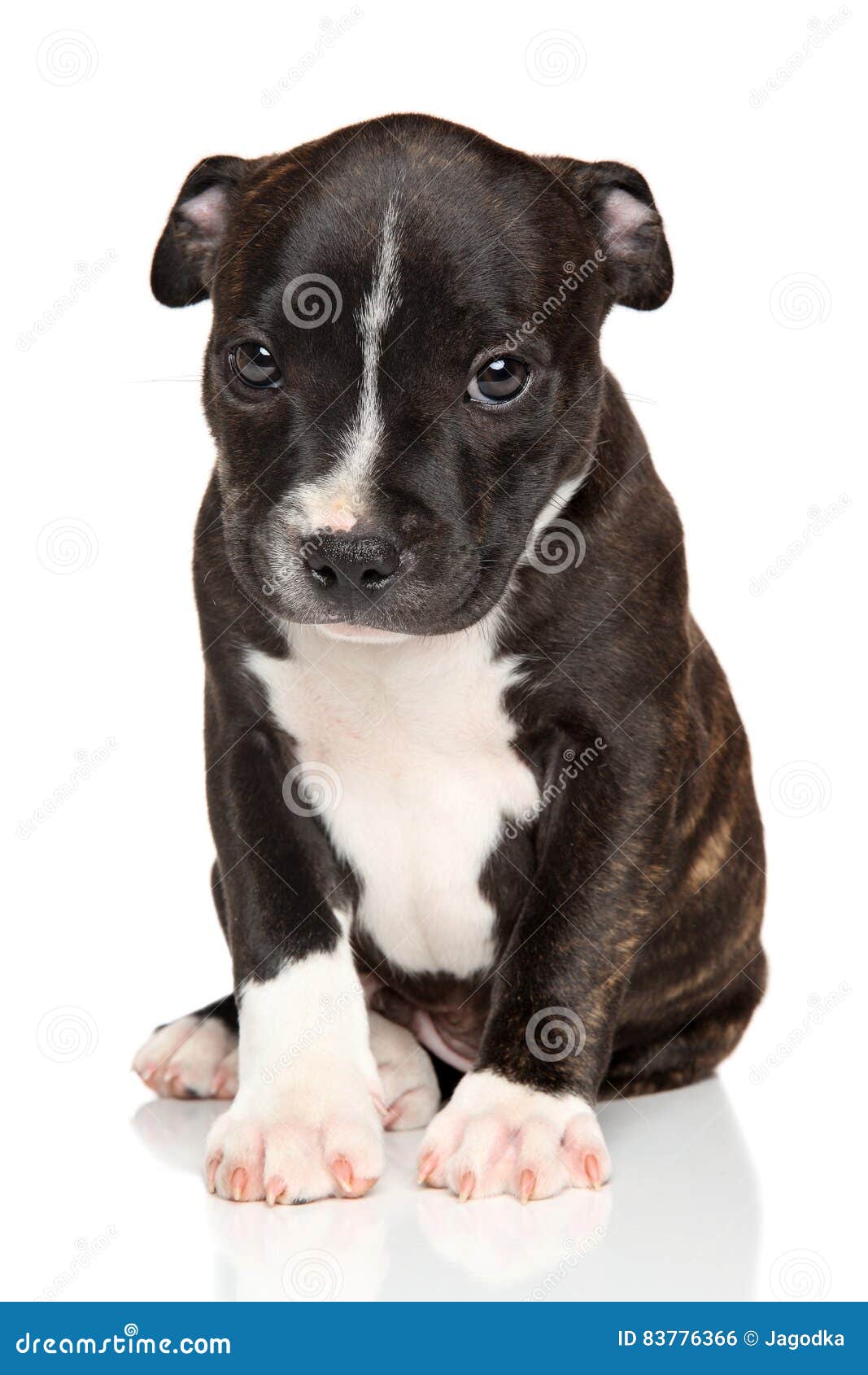 Amstaff valp arkivfoto. Bild av breckenridge, sorglig - 83776366