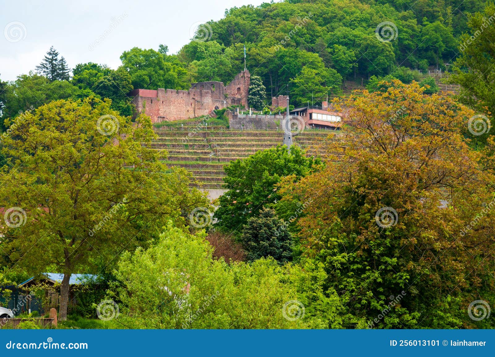 Hillside Vineyard Near Erlenbach am Main Germany Editorial Photo ...