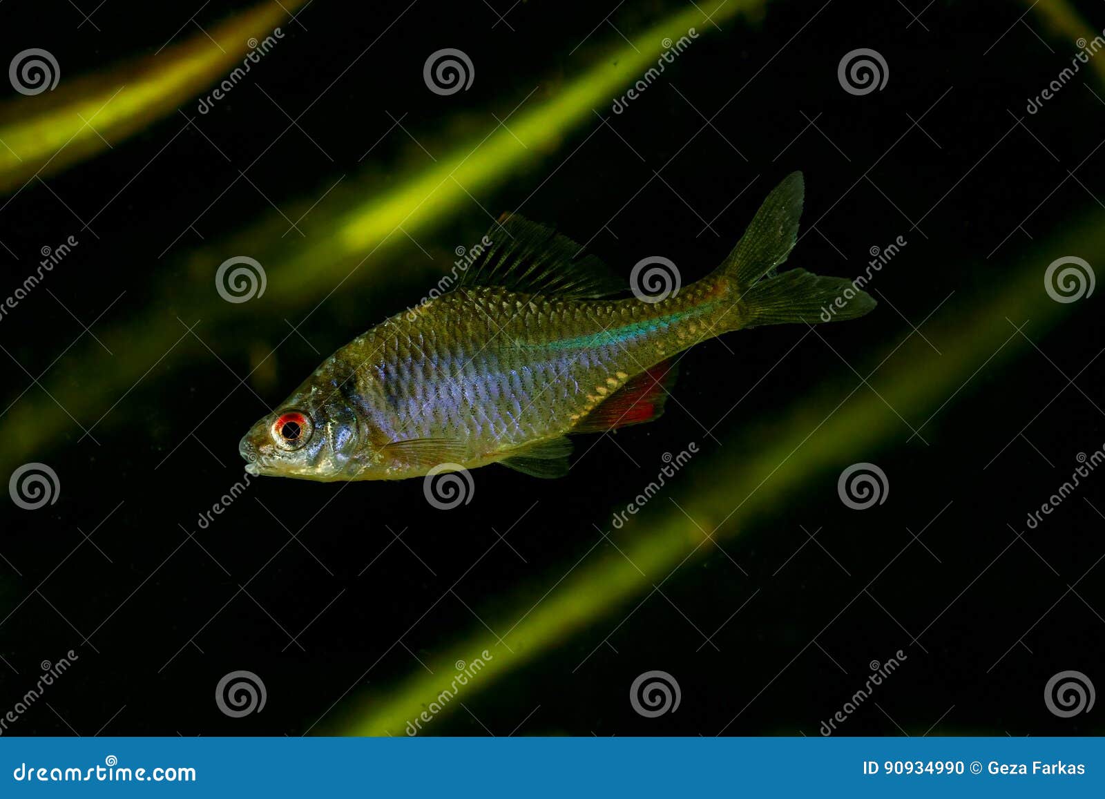 Amur Bitterling, Rhodeus Sericeus, Fresh Water Fish Stock Photo - Image ...