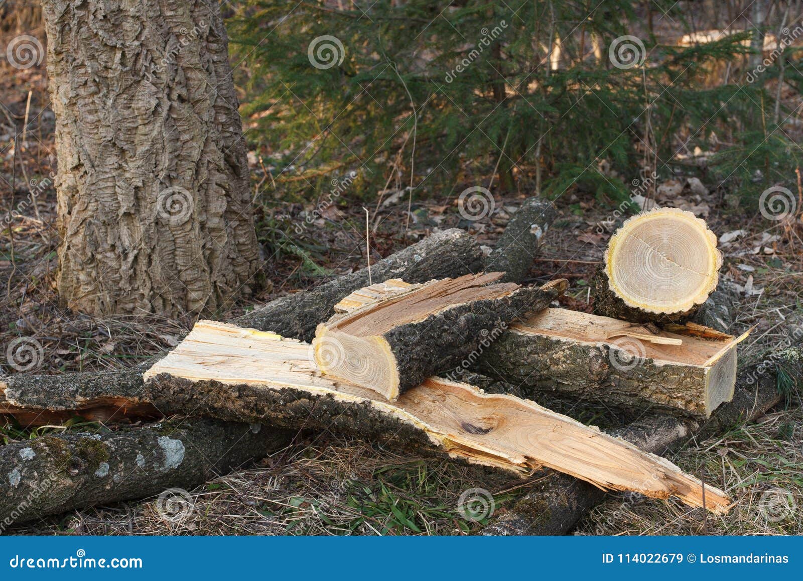 Amur cork tree firewood stock image. Image of forest - 114022679