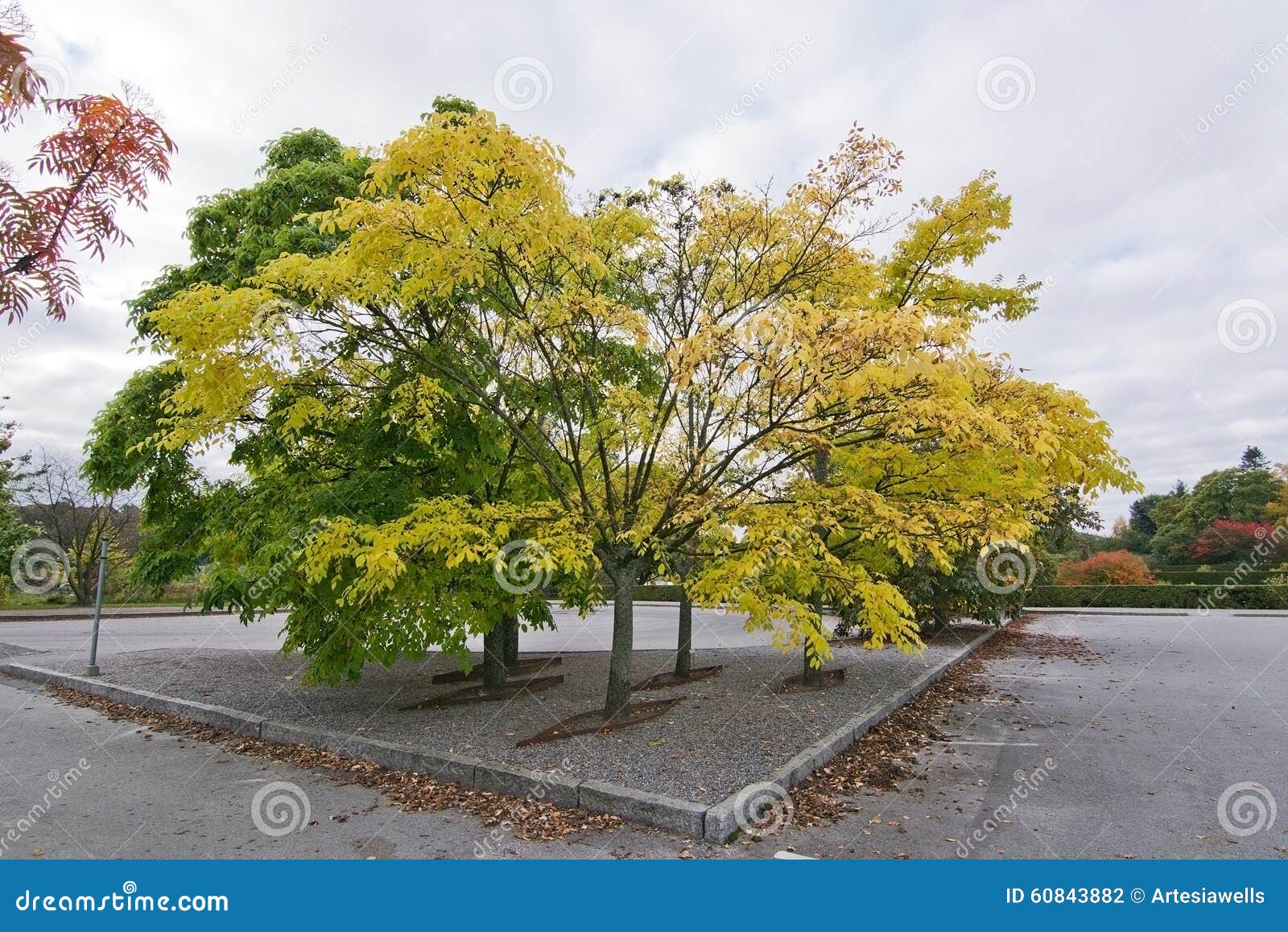 Amur cork tree stock photo. Image of plants, green, season - 60843882