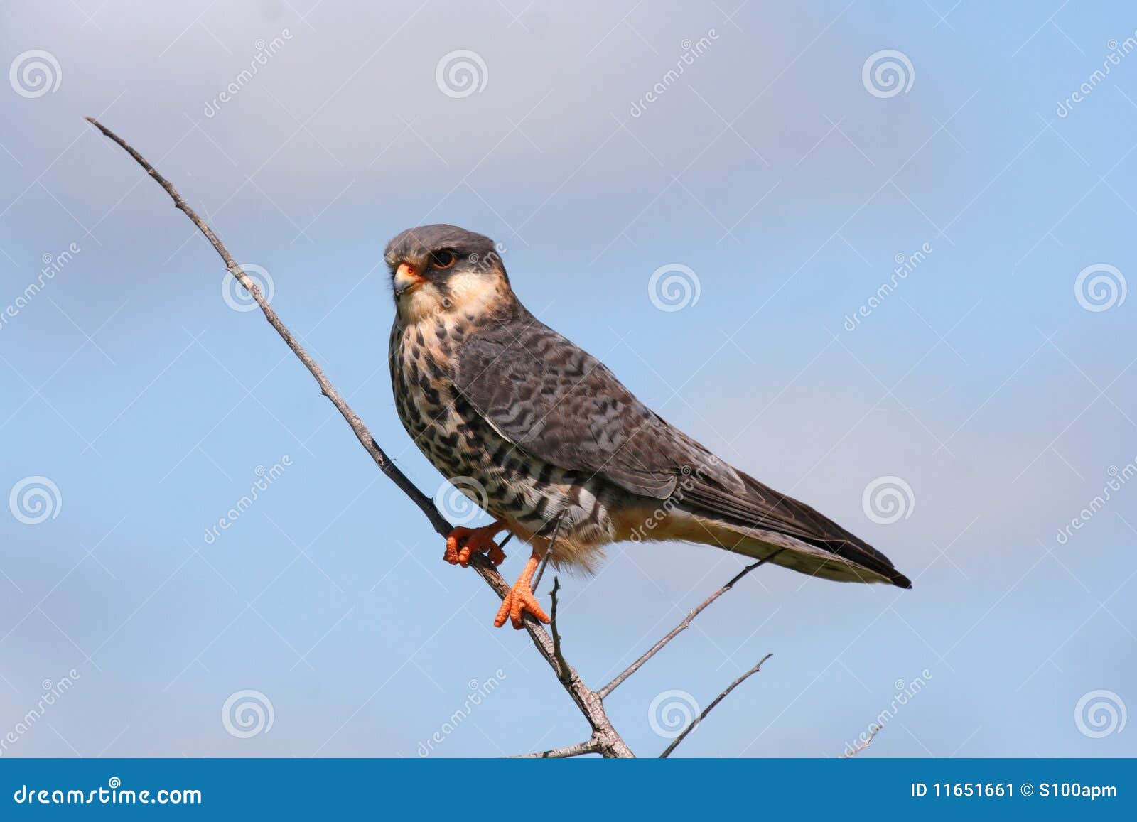 Amur Falcon stock image. Image of falcon, hunt, predator - 11651661