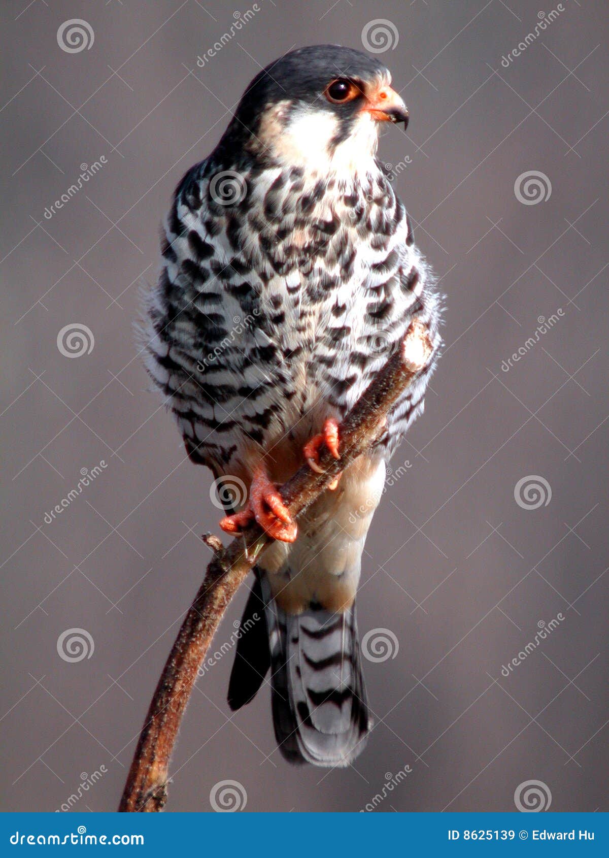 Amur falcon stock image. Image of birds, bird, animal - 8625139