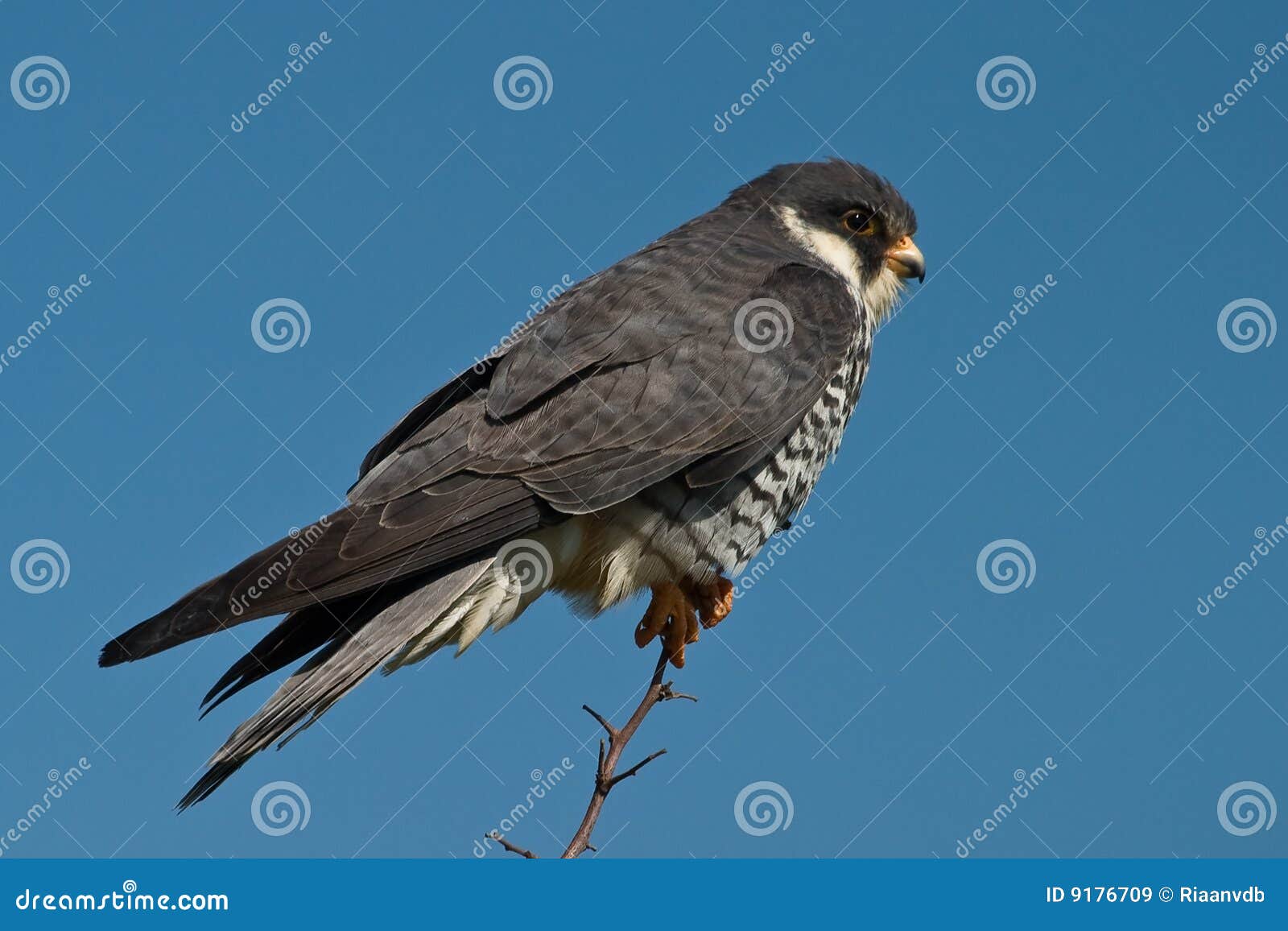 The Amur Falcon Is A Small Raptor Of The Falcon Family. It Breeds In ...
