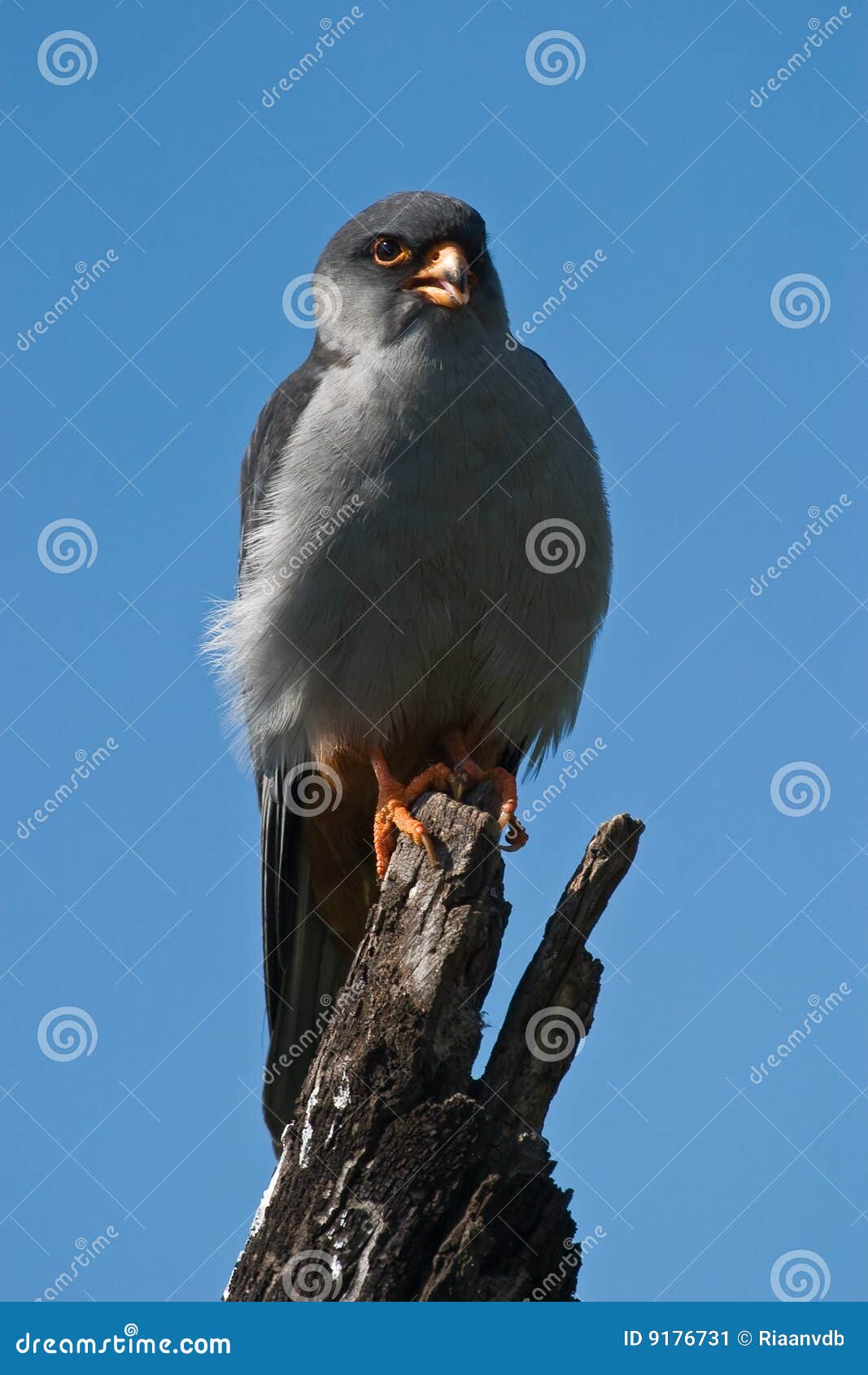 The Amur Falcon Is A Small Raptor Of The Falcon Family. It Breeds In ...