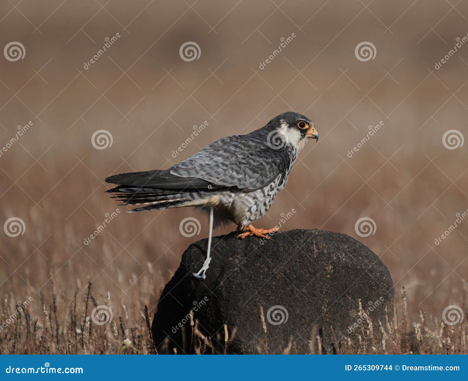 Amur Falcon stock photo. Image of falco, bird, birdsofindia - 265309744