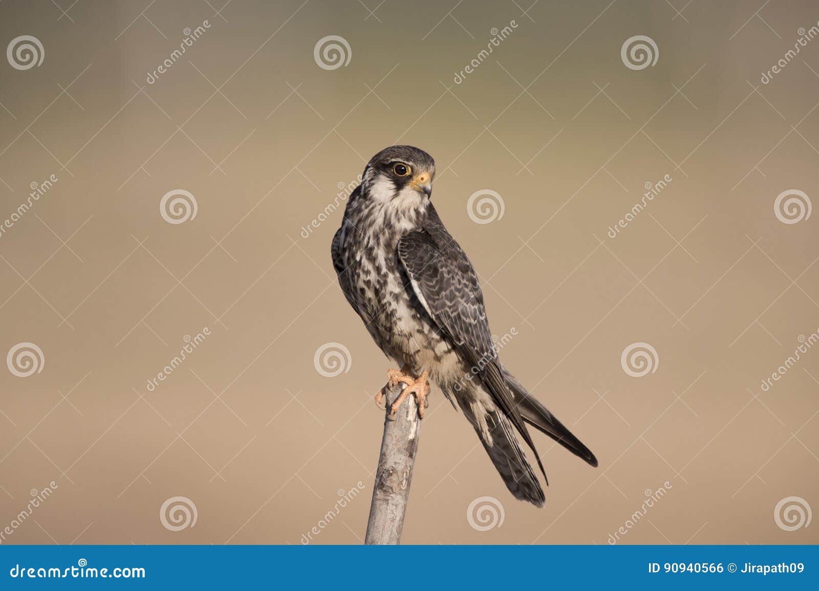 Amur Falcon Falco Amurensis Stock Photo - Image of wing, amur: 90940566