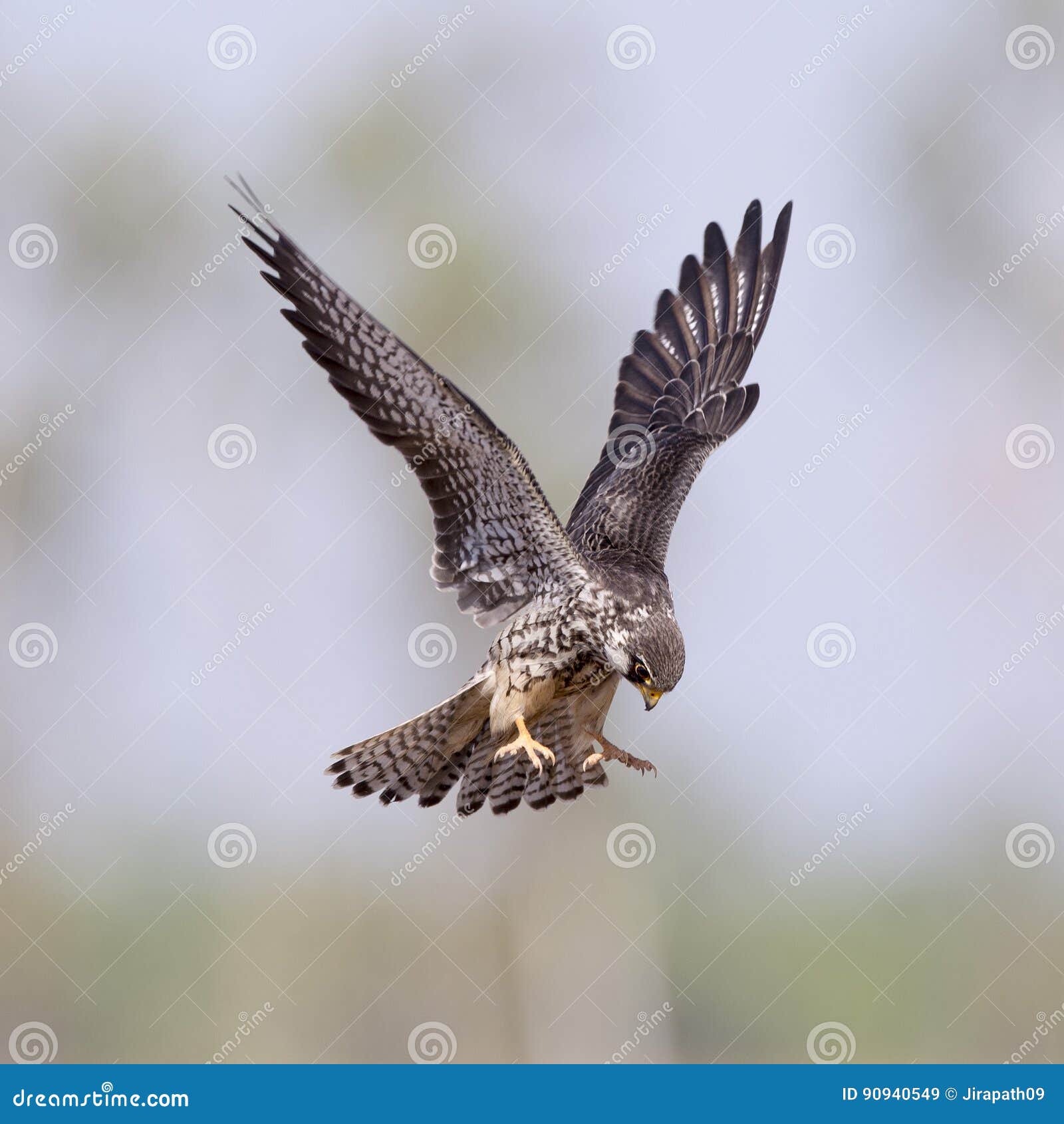 Amur Falcon Falco Amurensis Stock Image - Image of beautiful, amur ...