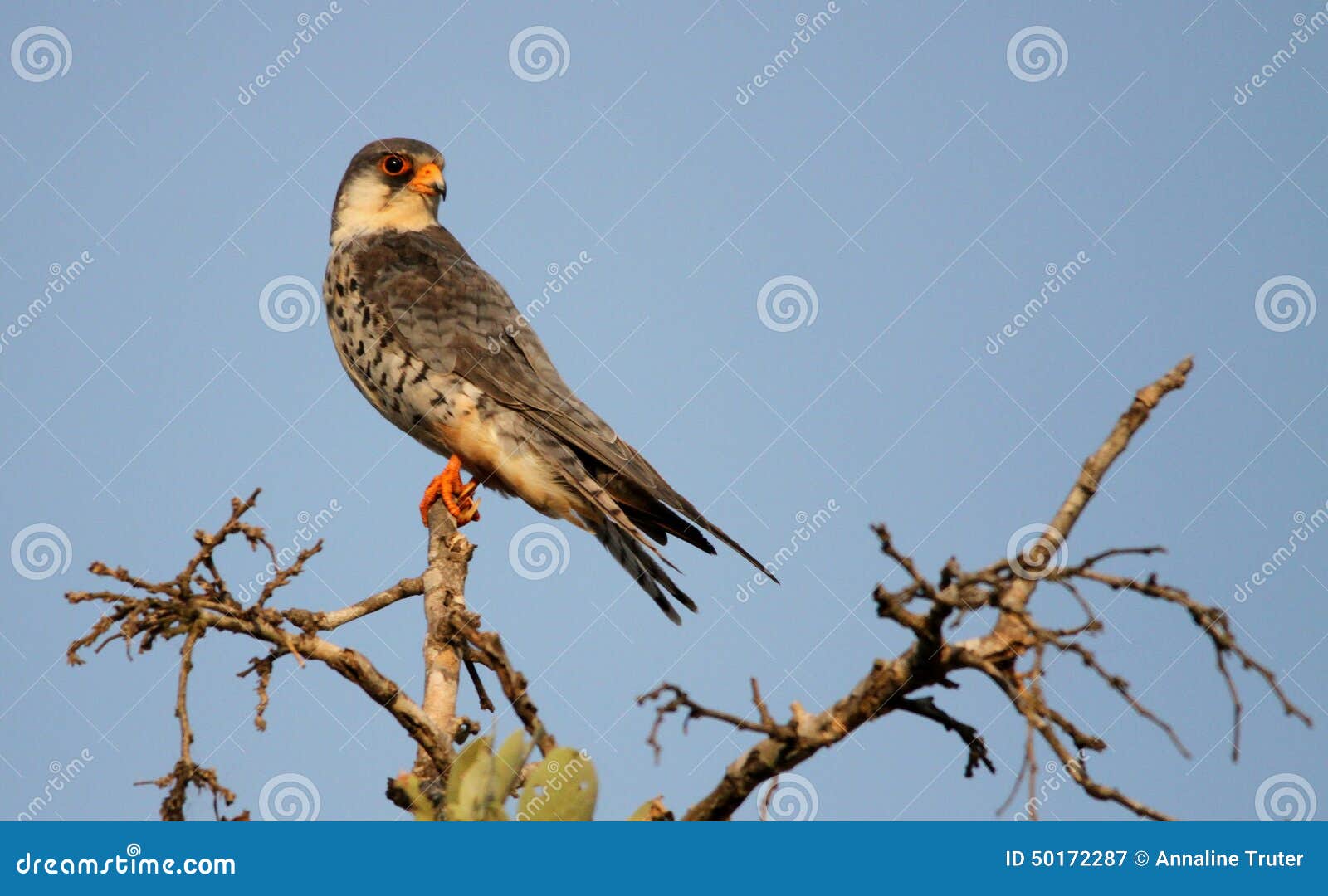 Amur Falcon stock image. Image of small, falcon, bush - 50172287