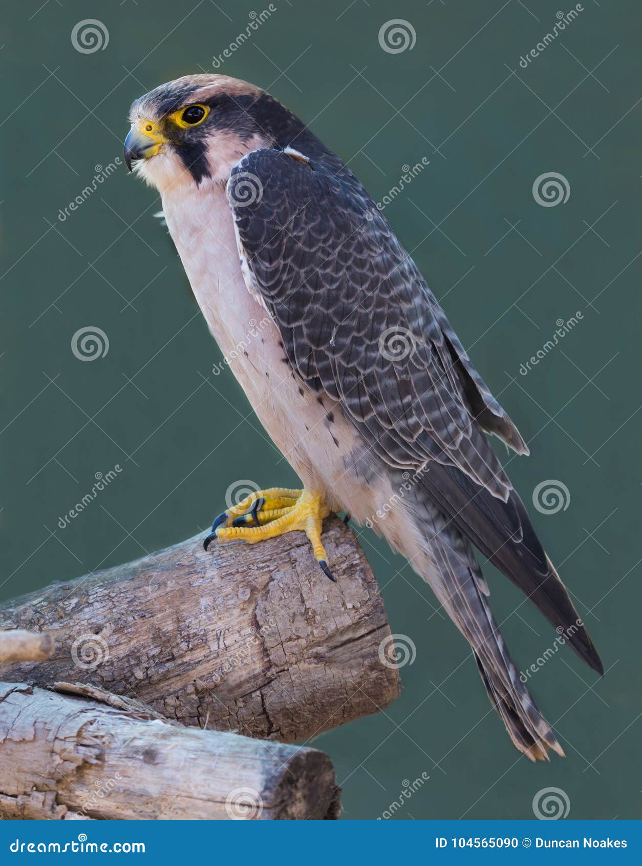 Amur Falcon with Yellow Legs and Black Talons Stock Photo - Image of ...