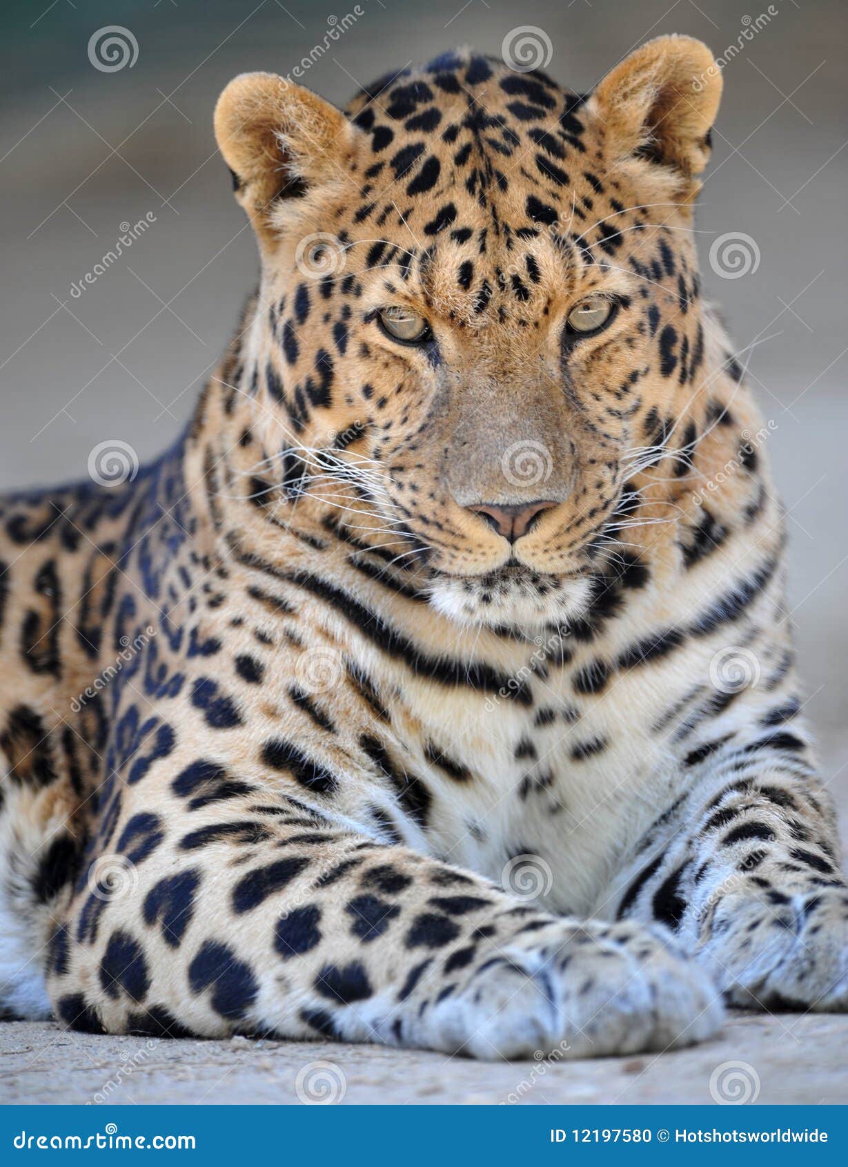 Amur leopard 1 stock photo. Image of predator, fangs - 12197580