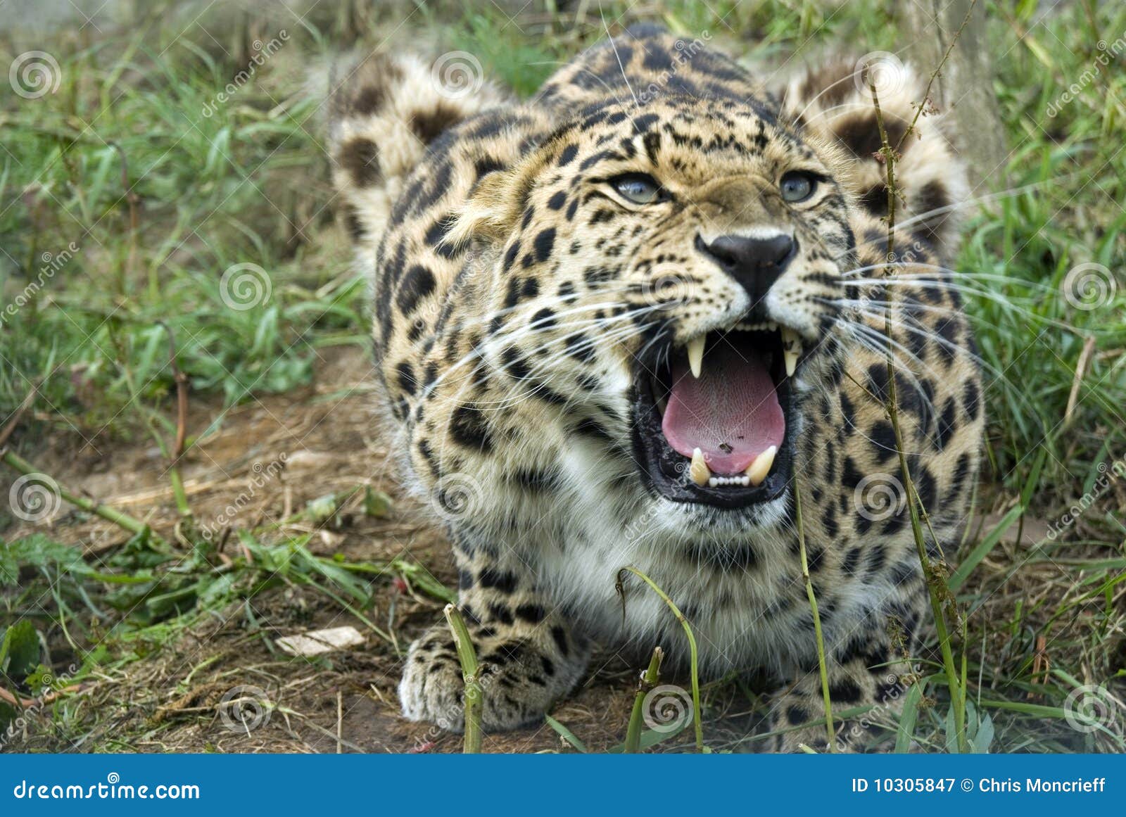 Amur Leopard stock image. Image of animals, eyes, snarls - 10305847