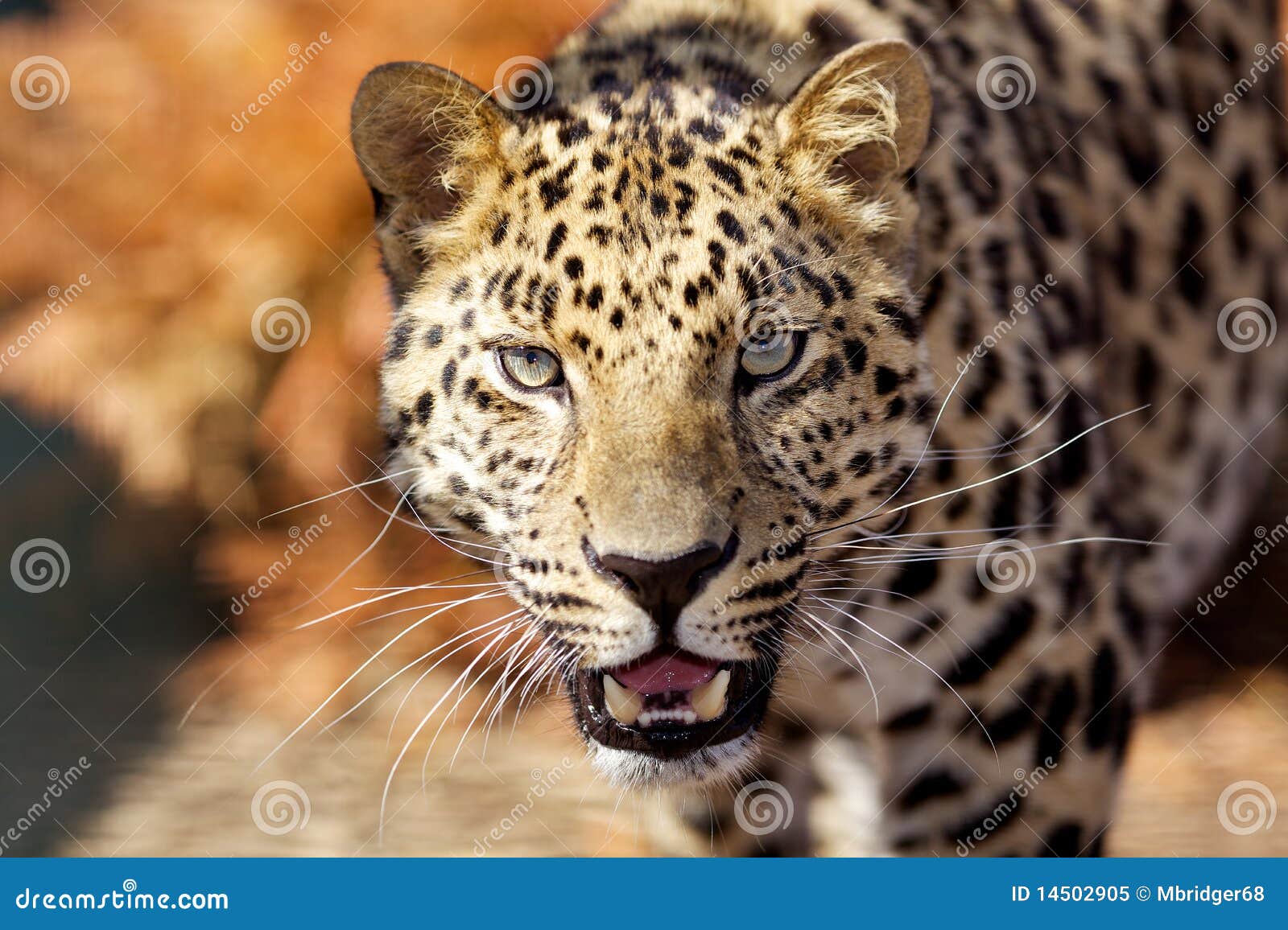 Amur Leopard Gazing Intently Stock Photo | CartoonDealer.com #13173492