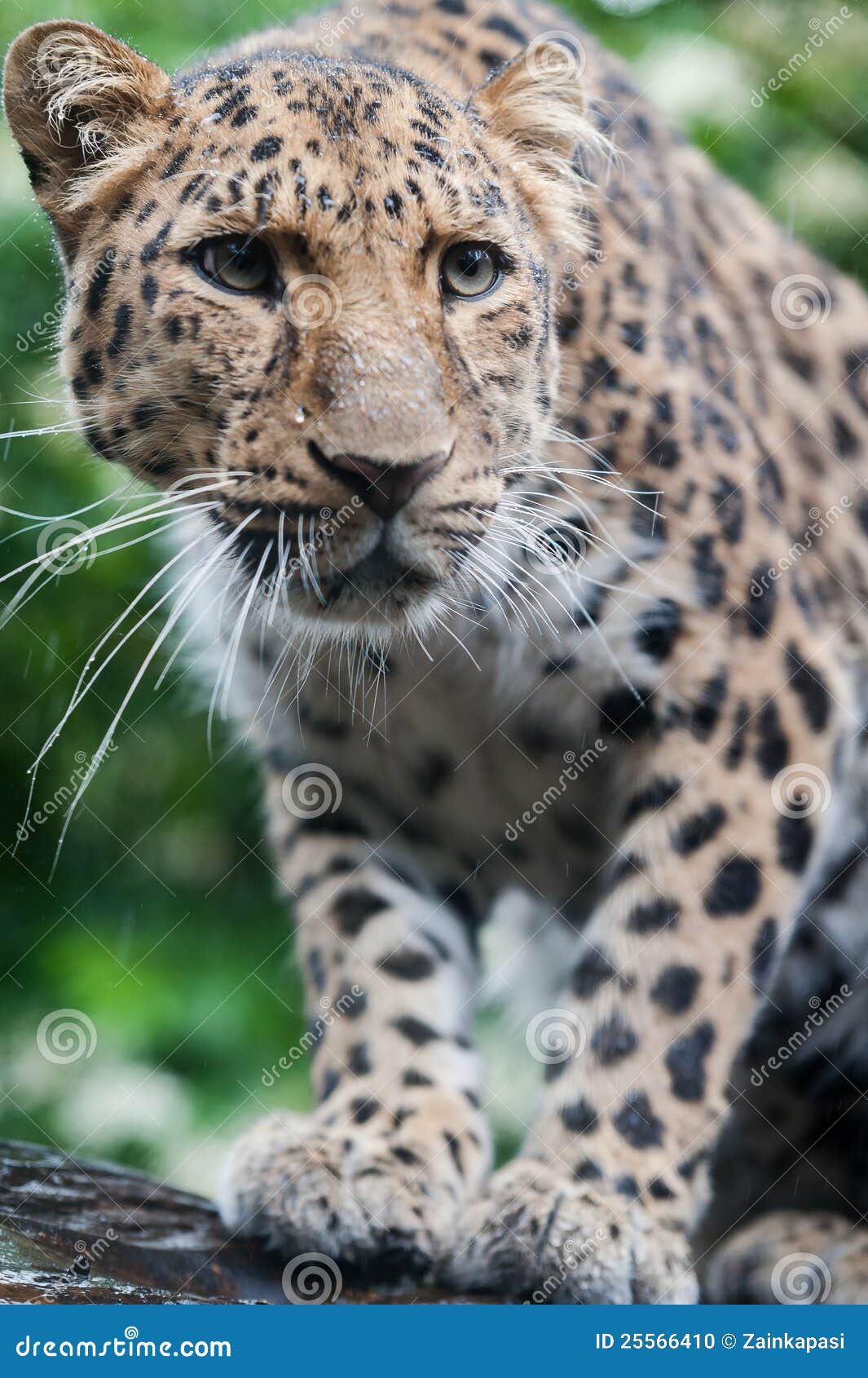 The Amur Leopard stock photo. Image of pelt, mammal, amur - 25566410