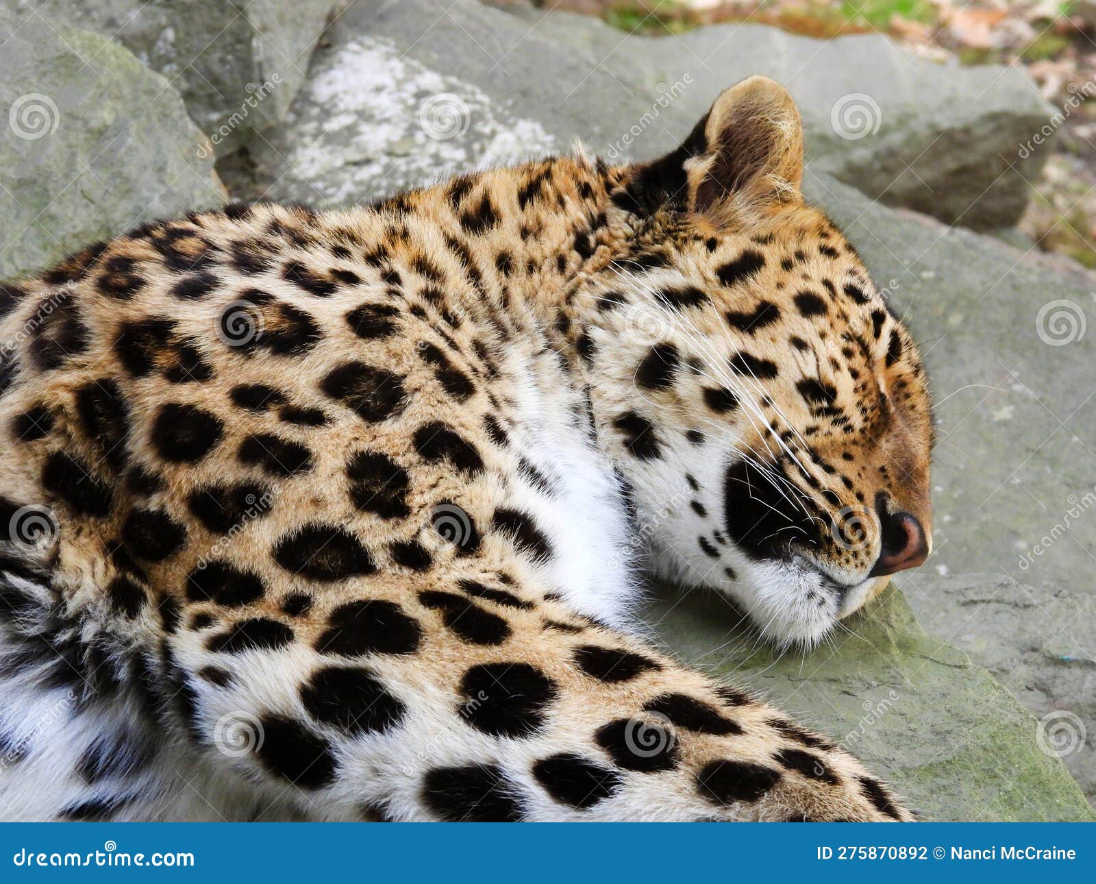 Amur Leopard Sleeps on Rocks in NYS Zoo Stock Photo - Image of colorful ...