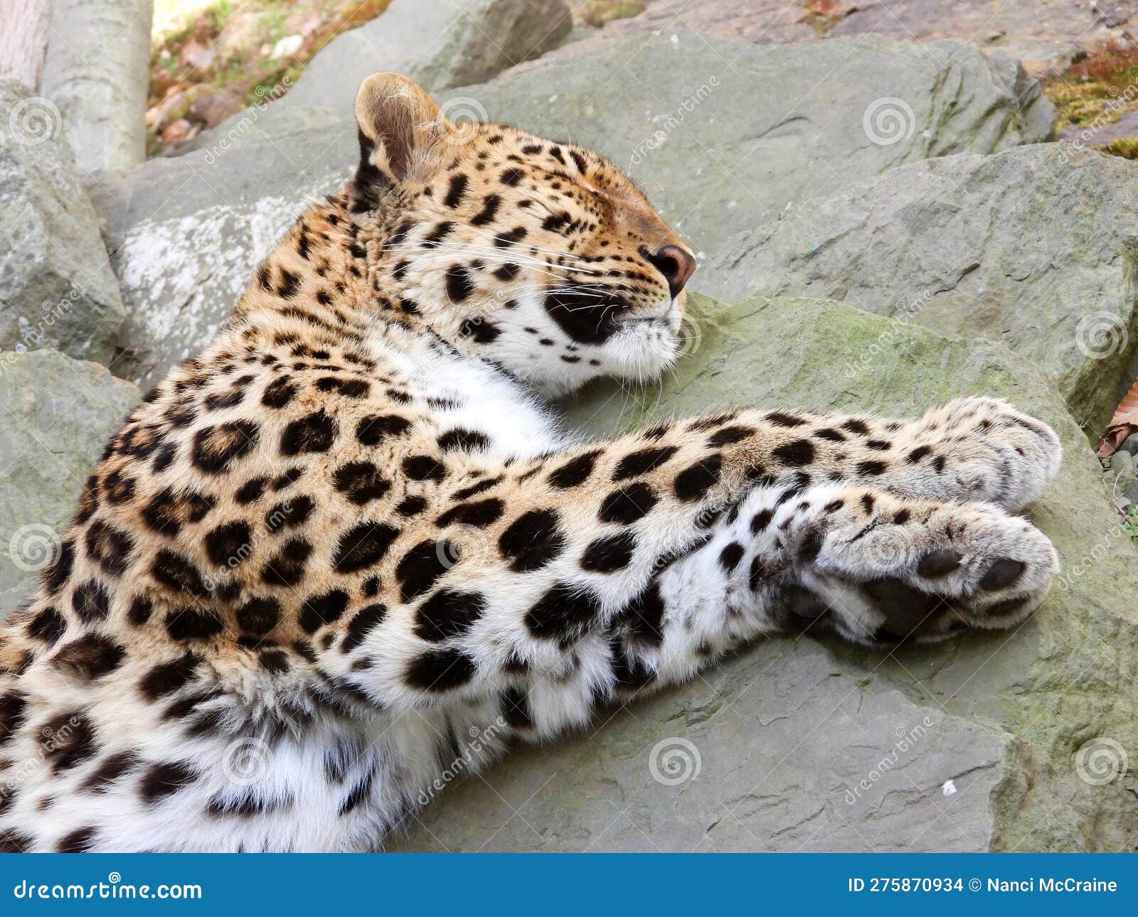 Amur Leopard is the Rarest Leopard on Earth Stock Photo - Image of ...