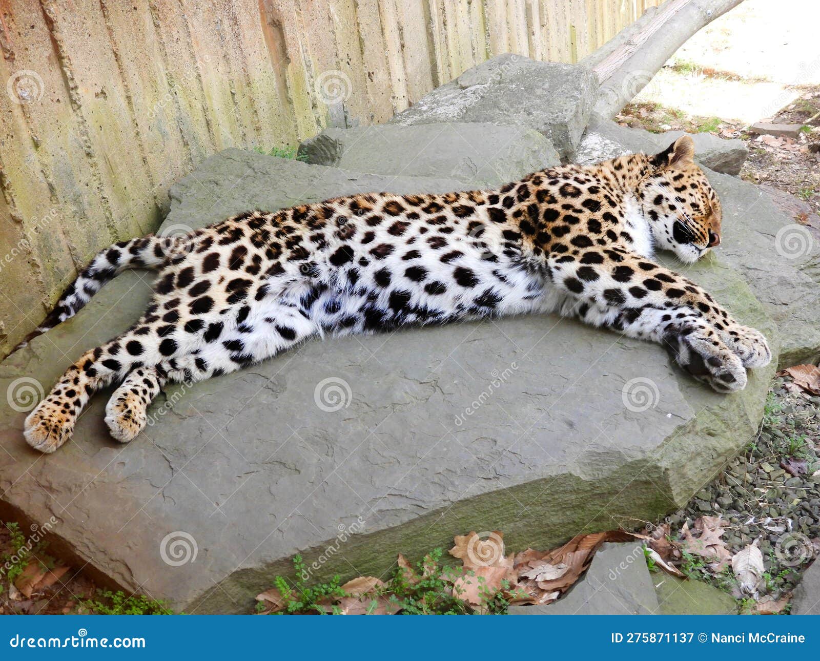 Zoo Enclosure for Amur Leopard in New York State Stock Image - Image of ...
