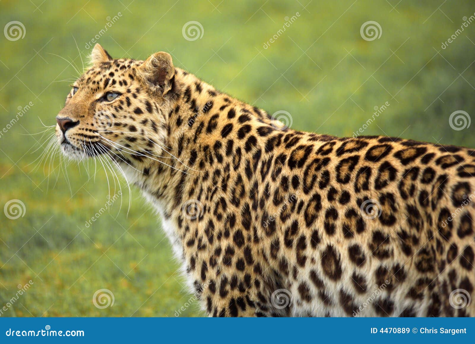 Amur Leopard stock image. Image of reserve, danger, lone - 4470889