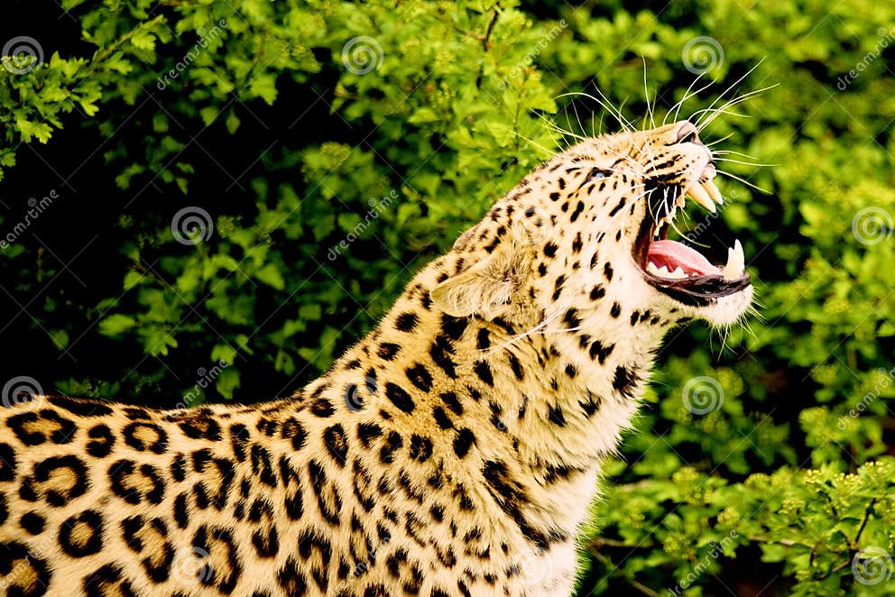 Amur Leopard stock photo. Image of orange, pattern, blend - 4470906