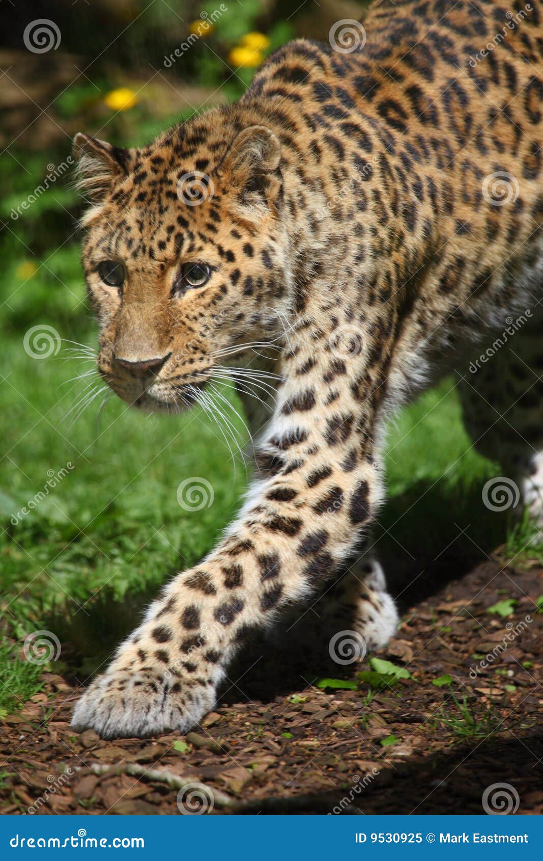 Amur Leopard stock image. Image of animal, whiskers, conservation - 9530925