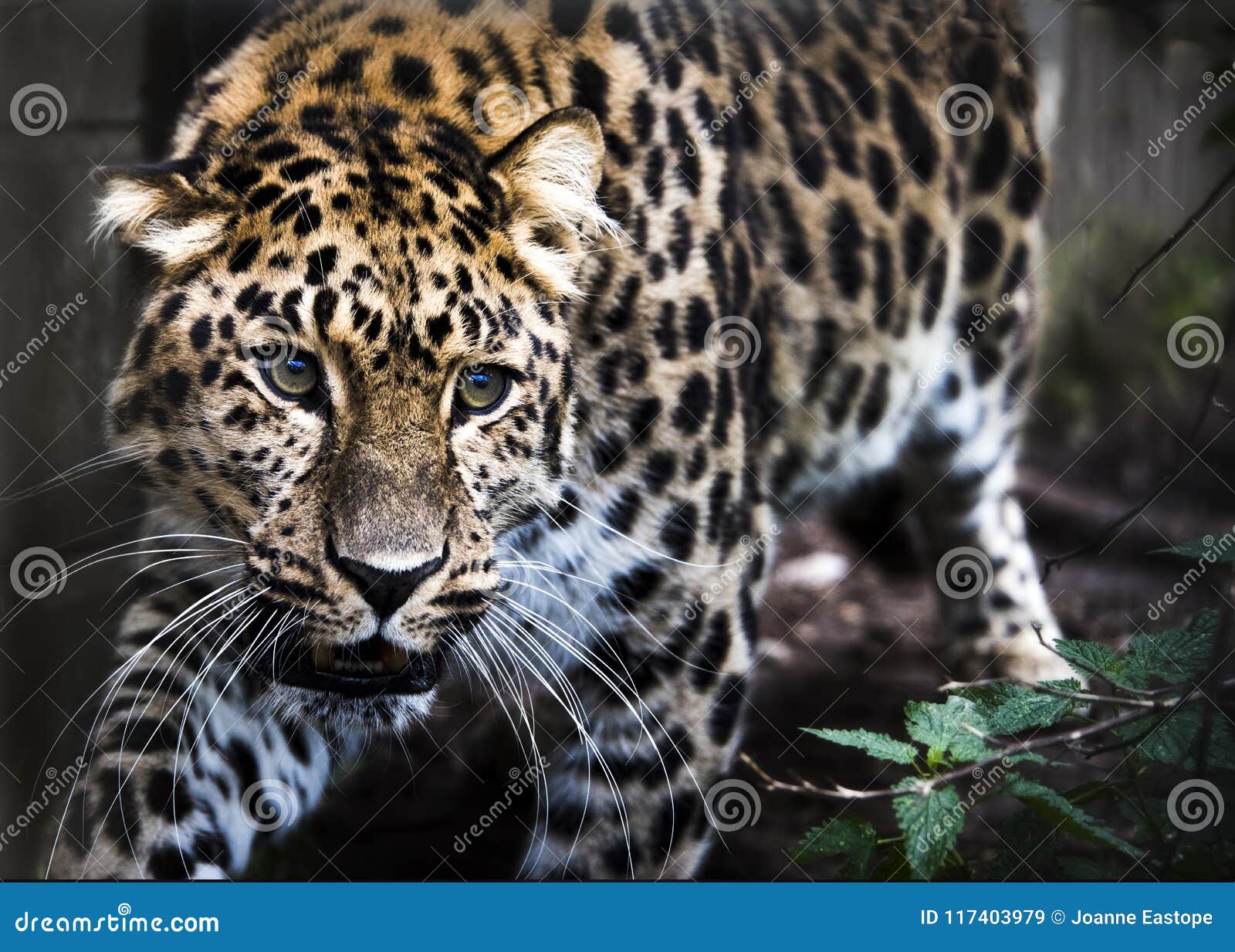 Amur leopard in captivity stock image. Image of face - 117403979