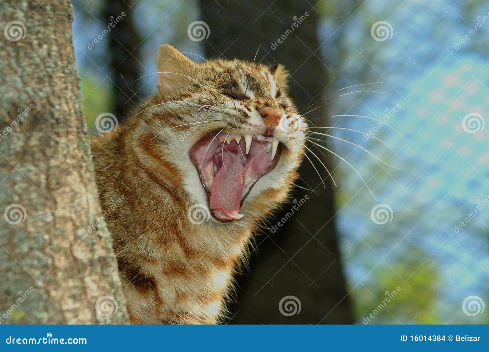 Amur leopard cat stock photo. Image of euptailurus, teeth - 16014384