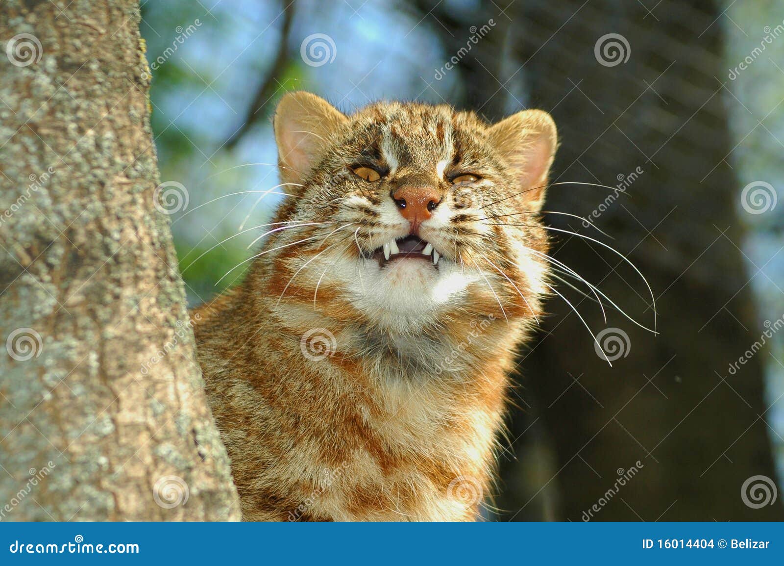 Amur leopard cat stock photo. Image of teeth, amur, szeged - 16014404