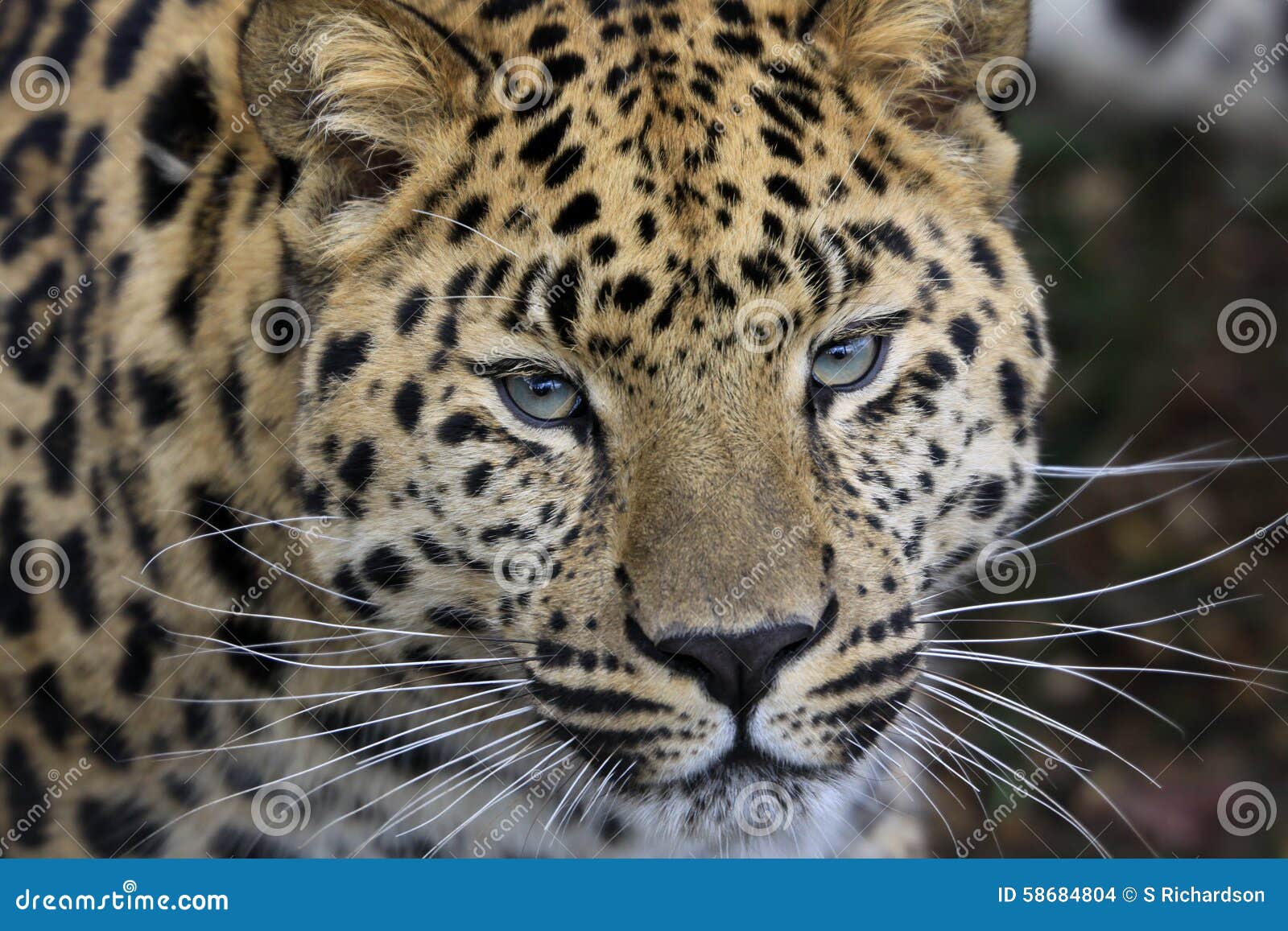 Amur Leopard 3 stock photo. Image of cats, animal, close - 58684804