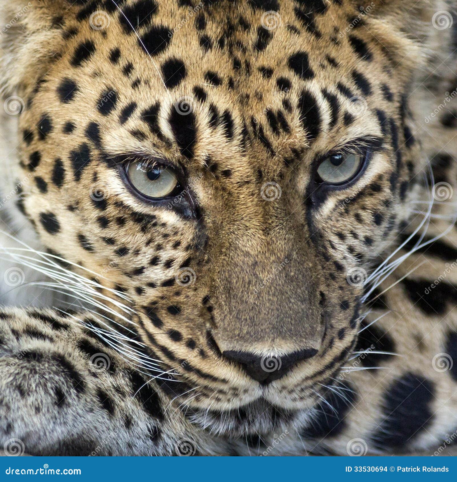 Amur leopard stock photo. Image of powerful, close, hunter - 33530694
