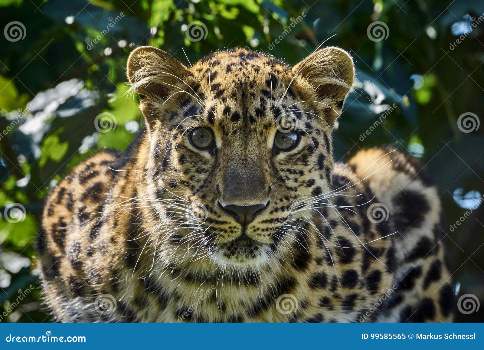 Amur Leopard portrait stock image. Image of predator - 99585565