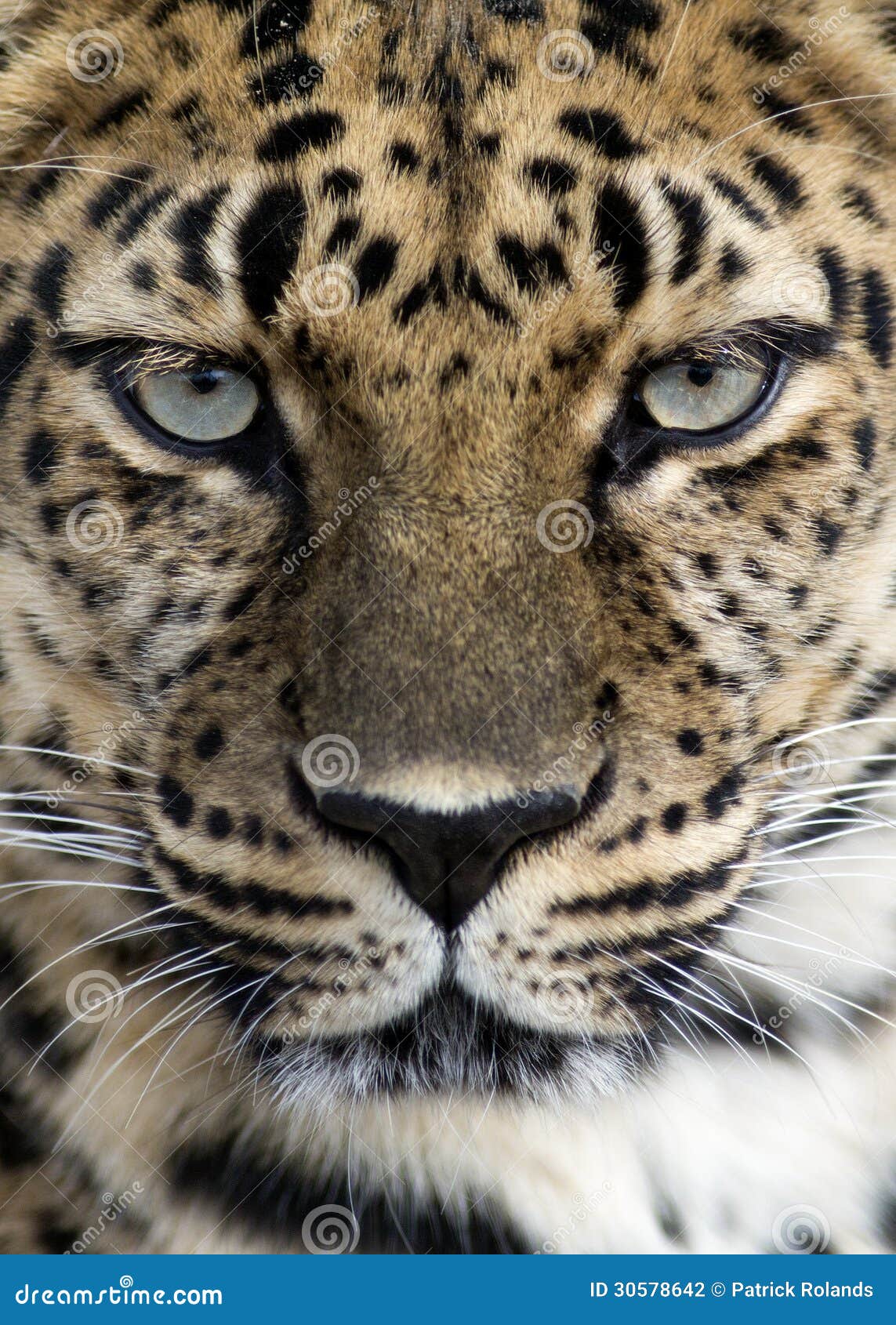 Amur leopard closeup stock photo. Image of danger, rare - 30578642
