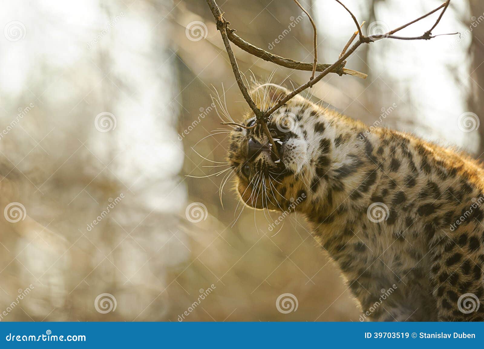 Amur Leopard Cub Bite Tree Branch Stock Image - Image of bigcat, animal ...