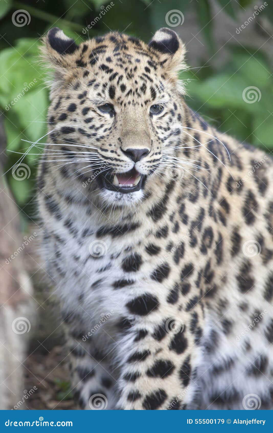 Amur Leopard Cub stock image. Image of amur, species - 55500179