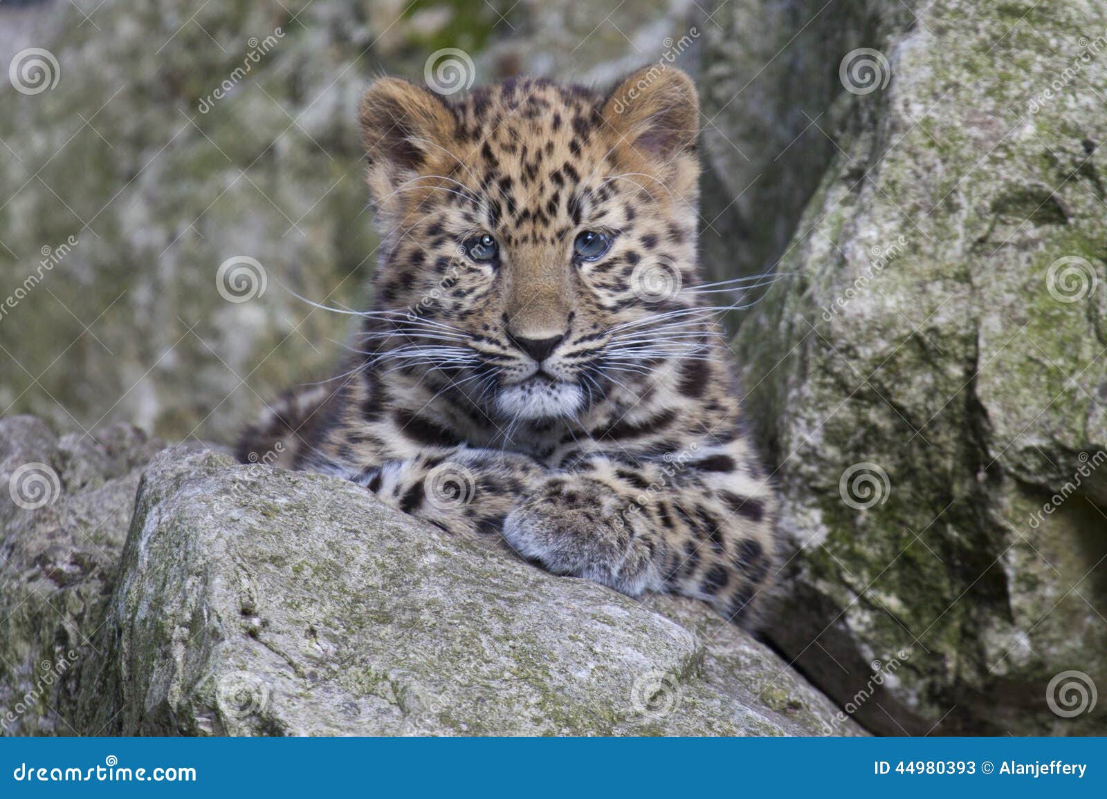 Amur Leopard Cub stock image. Image of carnivore, leopard - 44980393