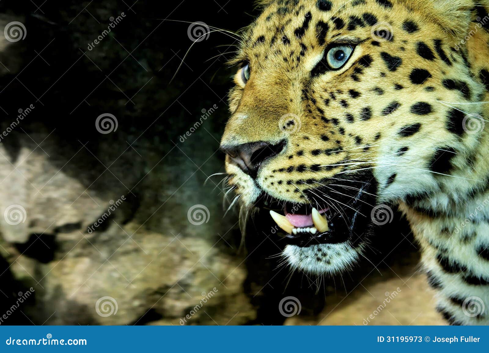 Amur Leopard in High Dynamic Range Hdr Stock Image - Image of colorful ...
