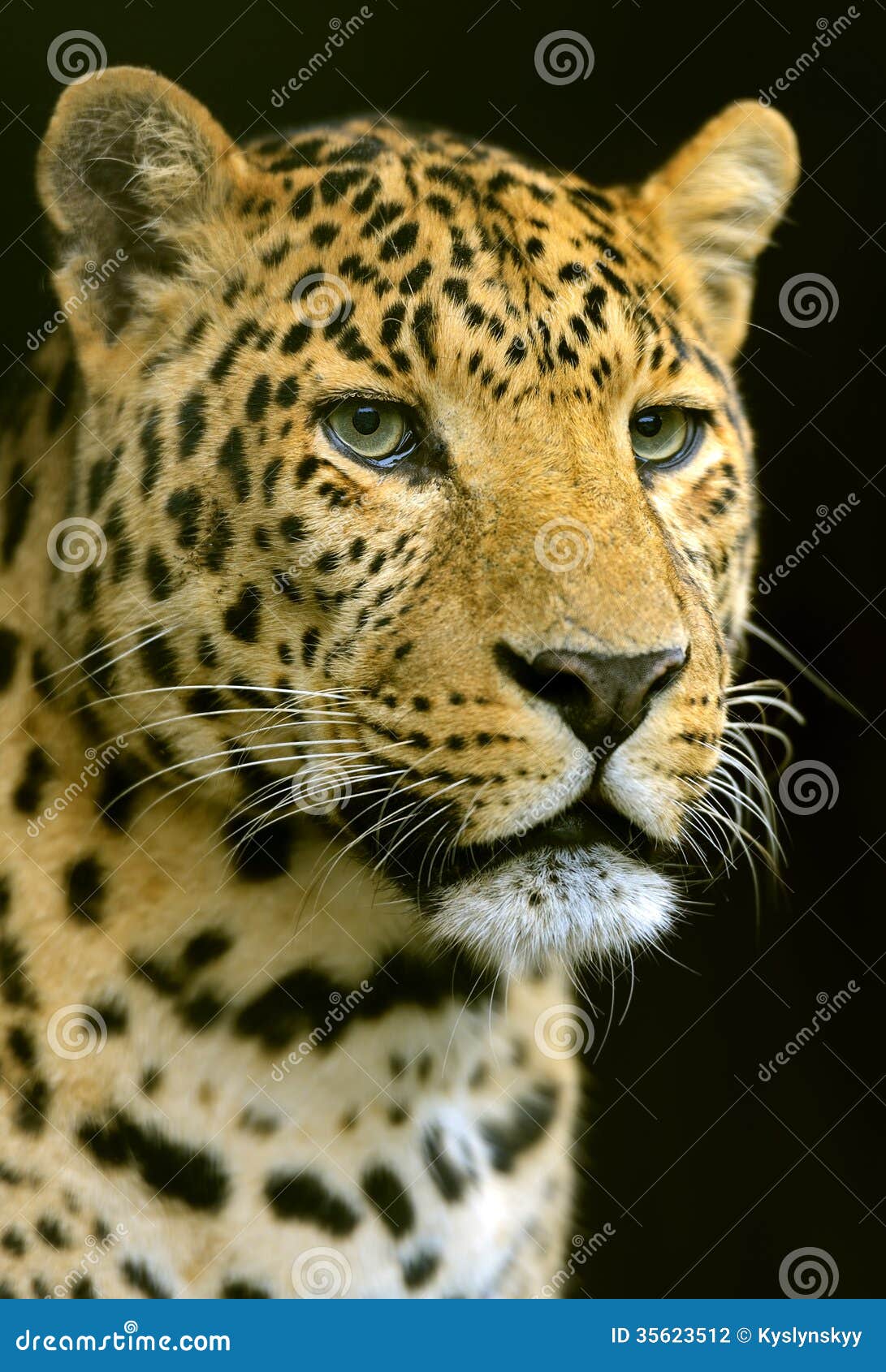 Amur leopard stock photo. Image of predator, nature, predatory - 35623512