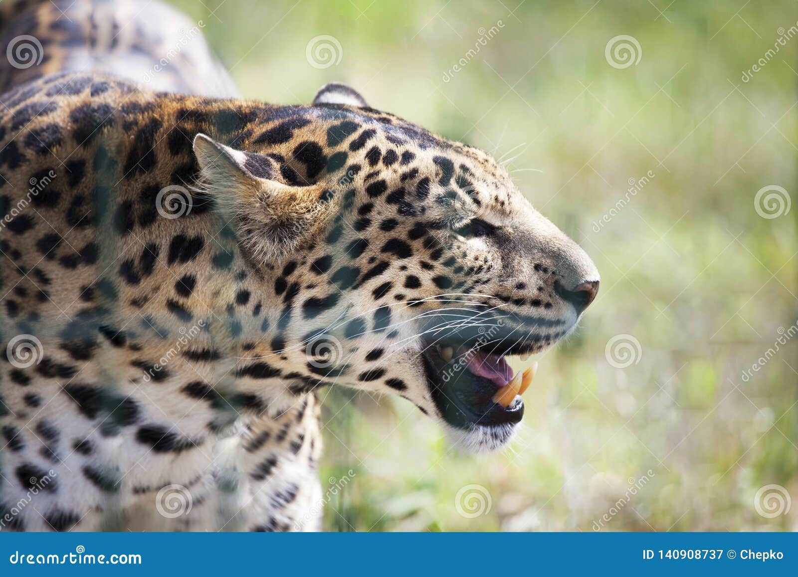 Amur leopard lat stock image. Image of fauna, spotted - 140908737