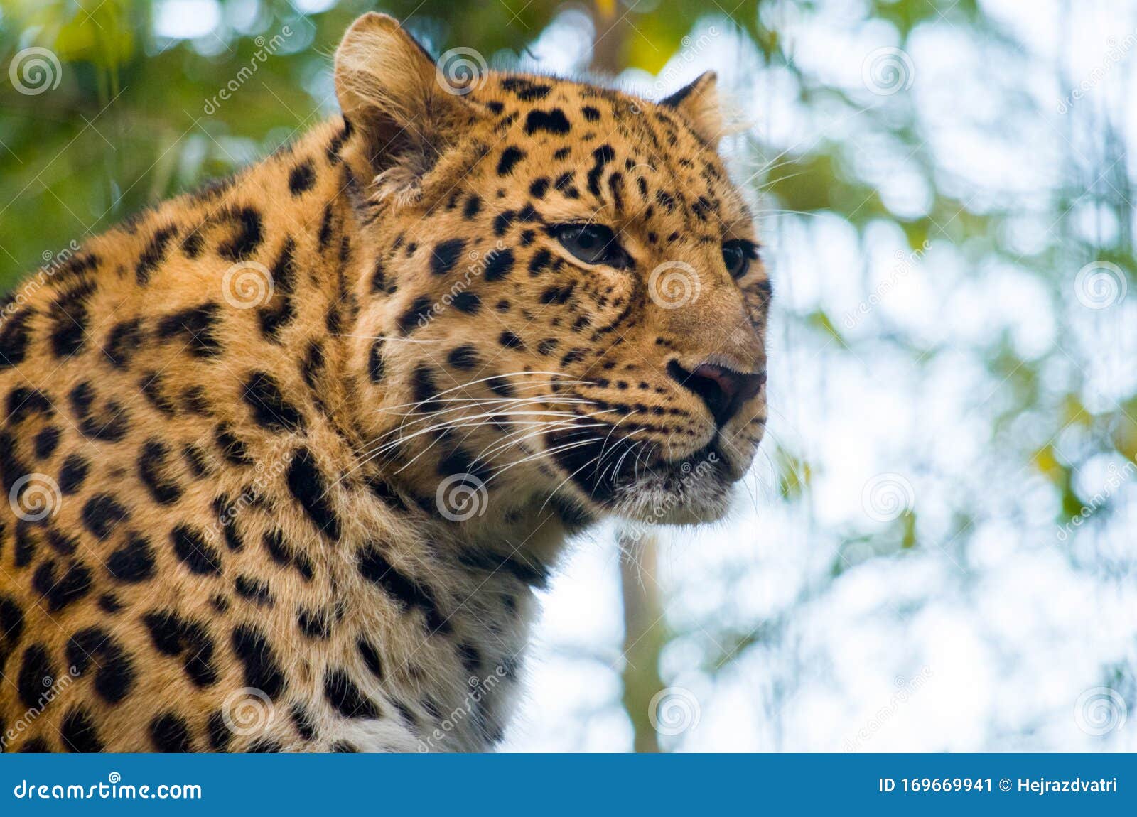 Amur leopard male stock image. Image of danger, feline - 169669941