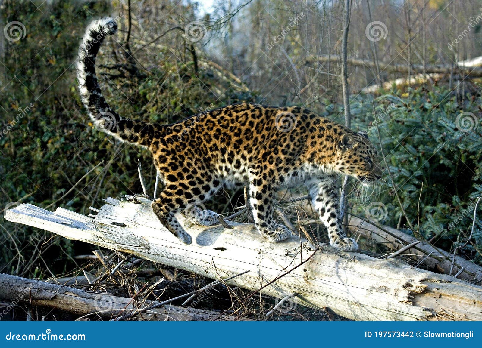 Amur Leopard, Panthera Pardus Orientalis Stock Photo - Image of specy ...
