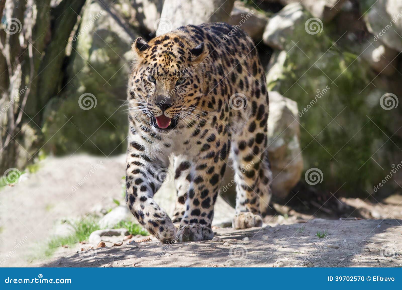 Amur leopard stock photo. Image of amur, paws, speed - 39702570