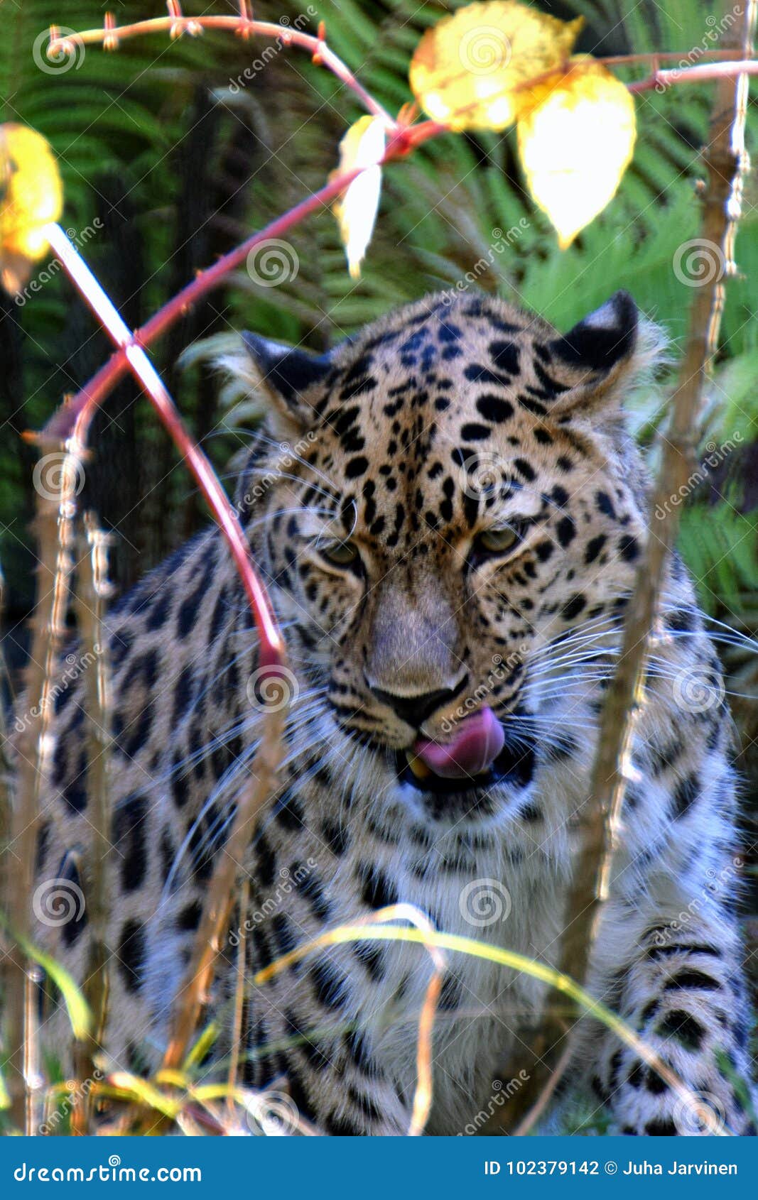 Amur Leopard Panthera Pardus Orientalis Stock Photo - Image of middle ...