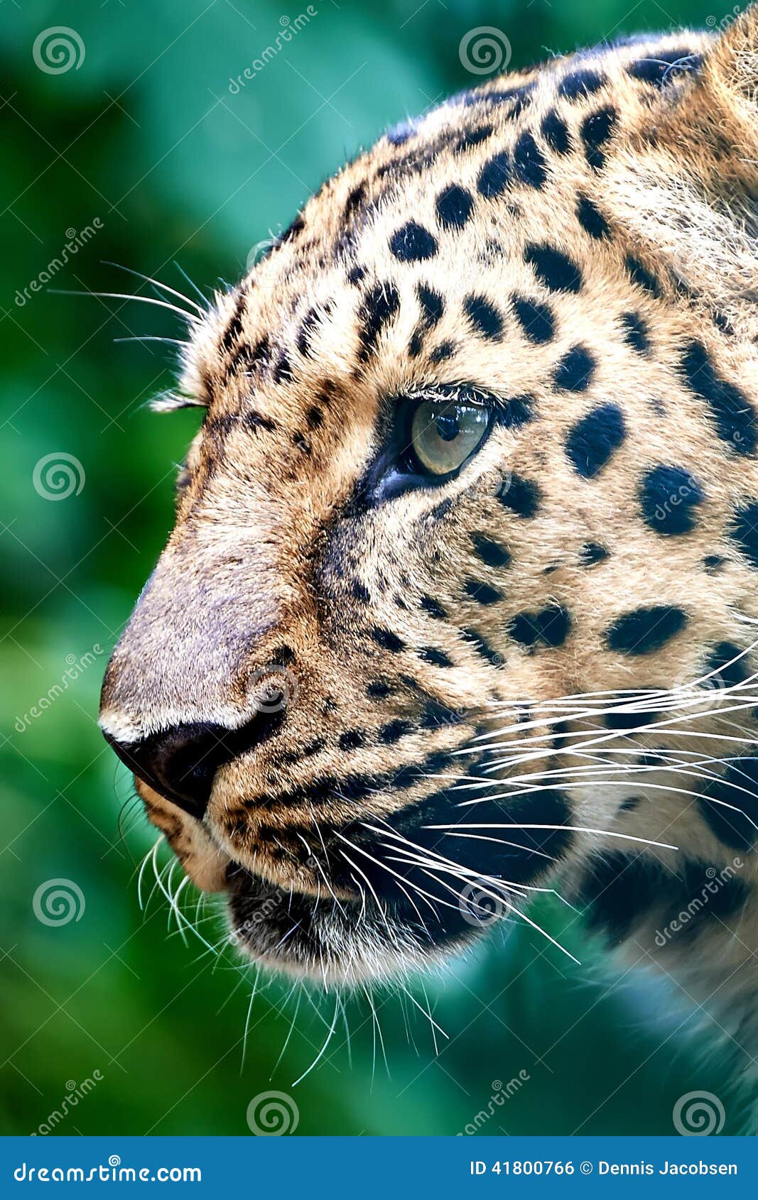 Amur Leopard (Panthera Pardus Orientalis) Stock Photo - Image of ...