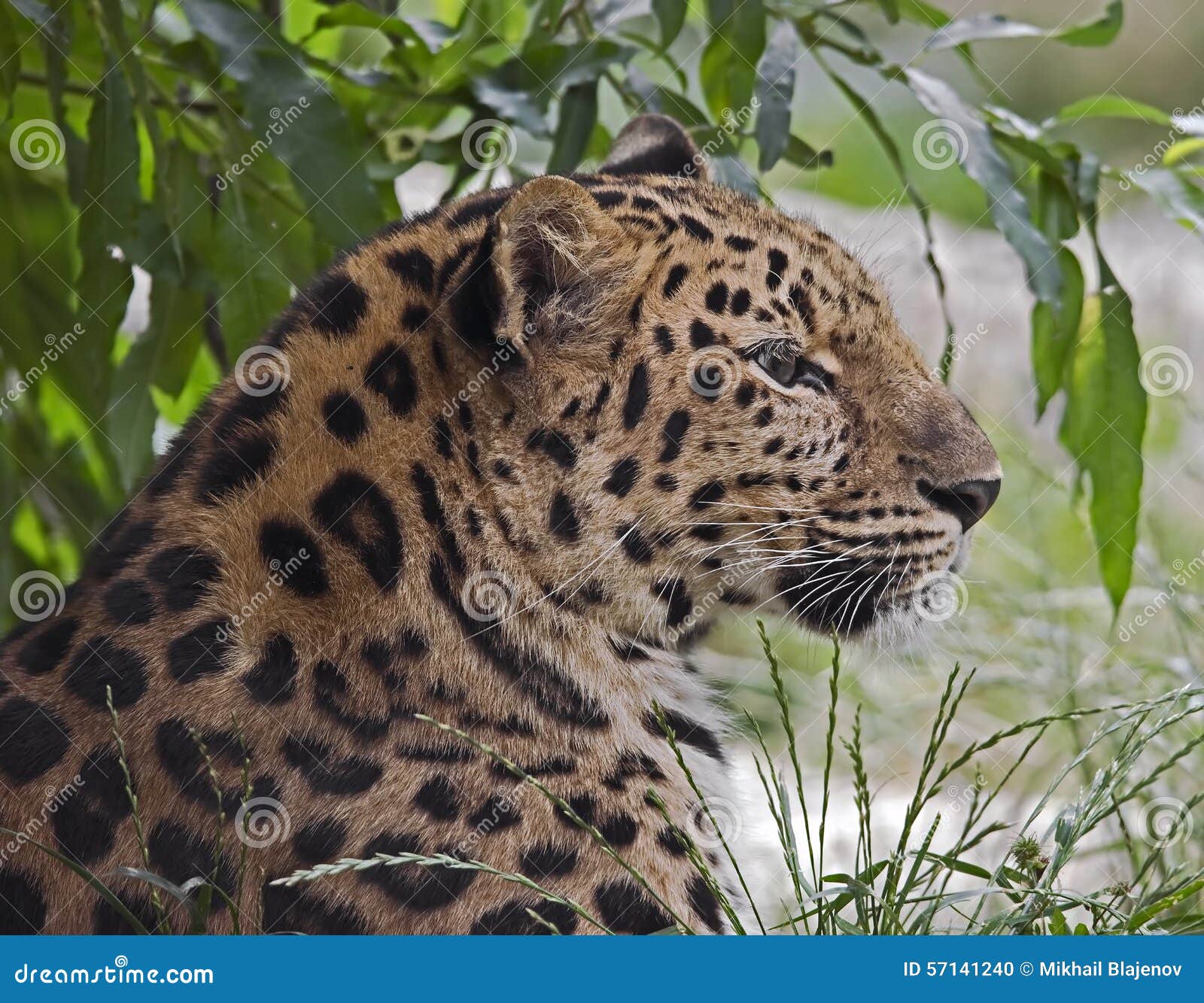 Amur leopard 10 stock photo. Image of growl, animal, leopard - 57141240