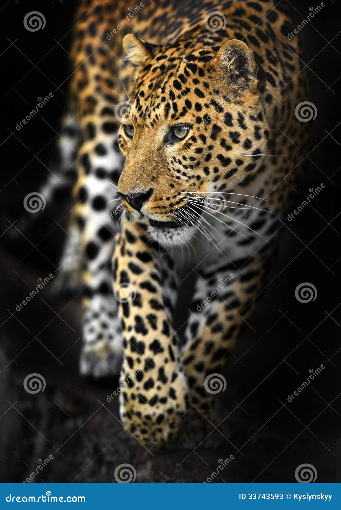 Amur Leopard stock image. Image of fearful, habitat, flora - 33743593