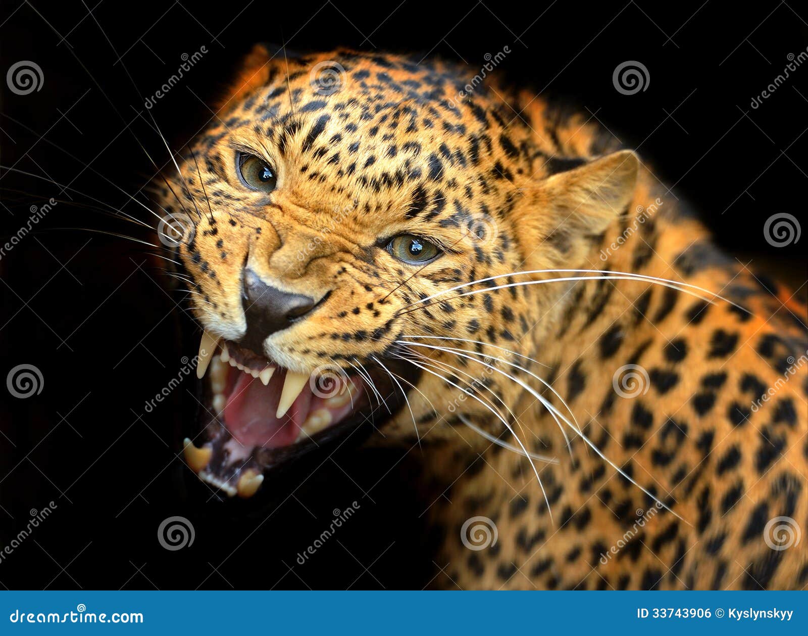 Amur Leopard stock photo. Image of amur, trees, wildlife - 33743906