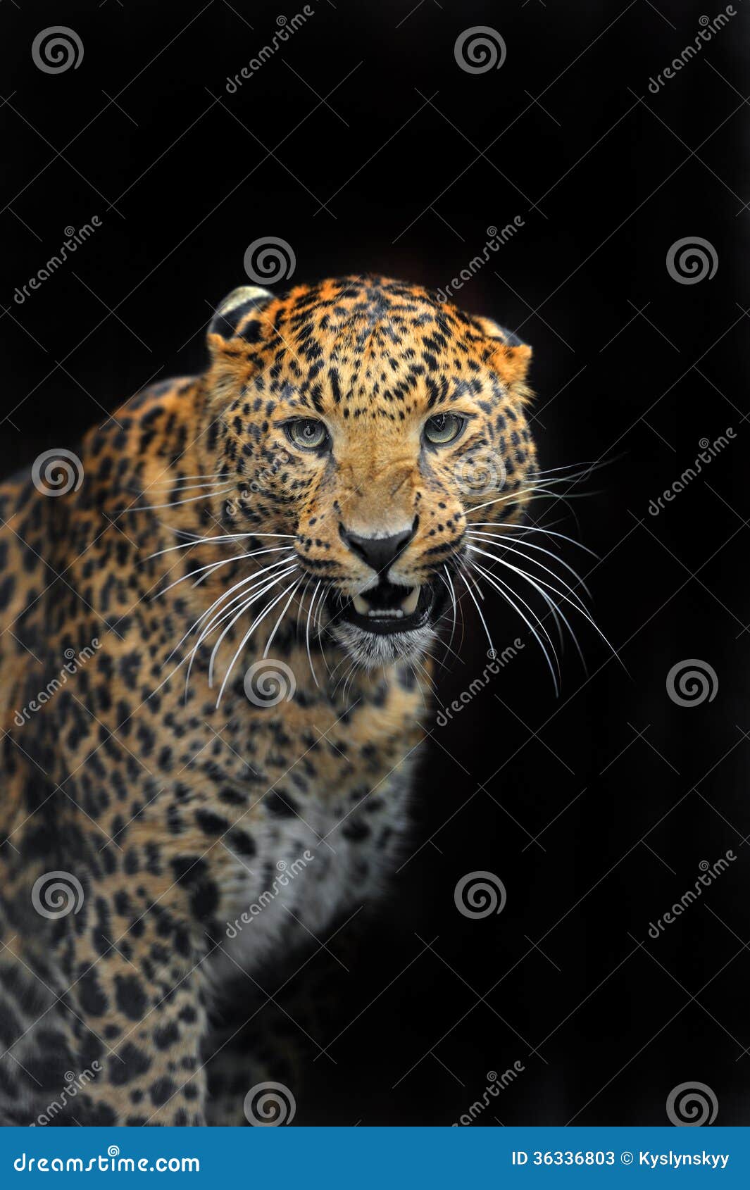 Amur Leopard stock image. Image of amur, fearful, flora - 36336803