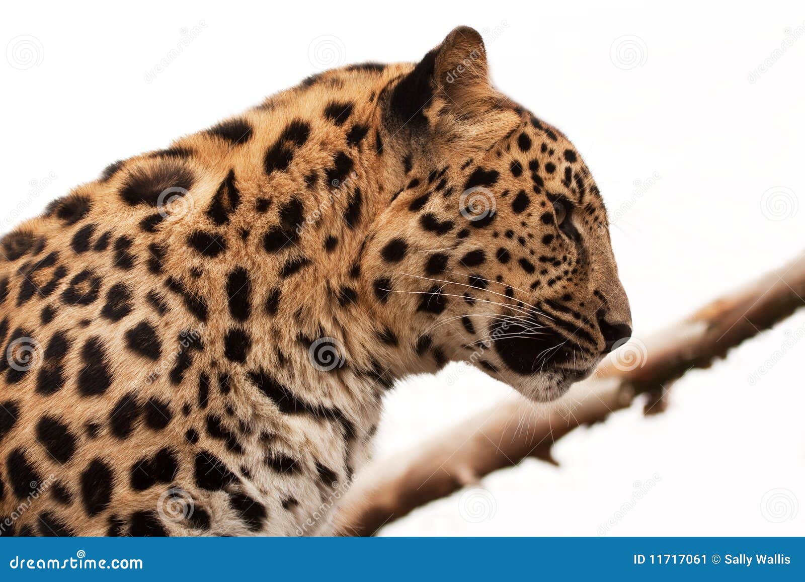 Amur leopard profile stock image. Image of pelt, wild - 11717061