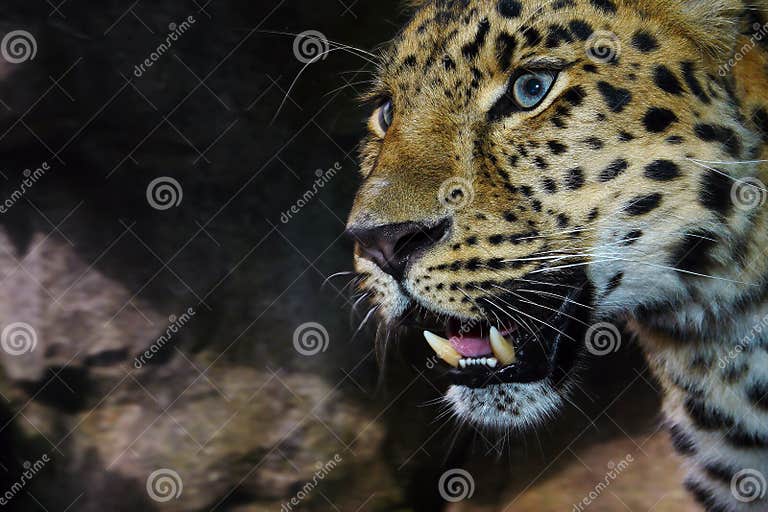 Amur Leopard on the prowl stock image. Image of spot - 14634897