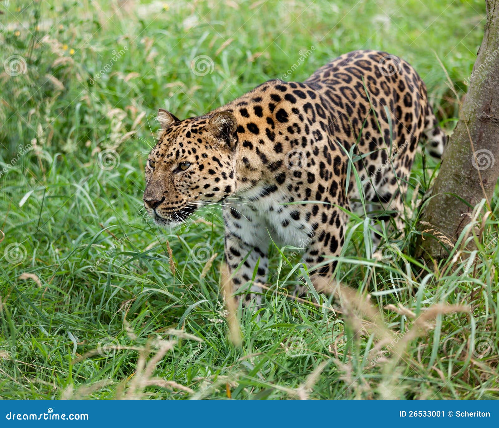 Prowling Through The Grass Royalty-Free Stock Image | CartoonDealer.com ...