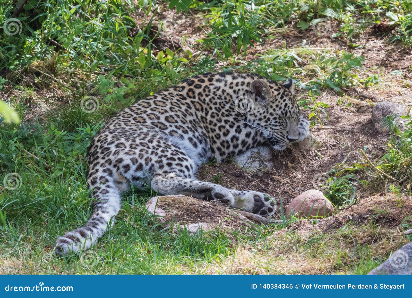 Amur Leopard Sleeping in the Shadow Stock Photo - Image of heraldic ...